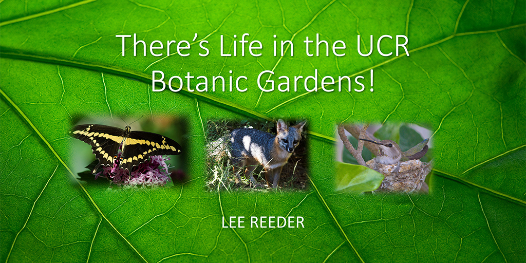 Wildlife Presentation UC Riverside Botanic Gardens UCR